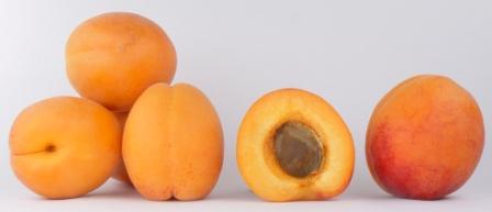 Variétés - TOM COT ® Toyaco (cov) - Fiches variétales de l'abricot